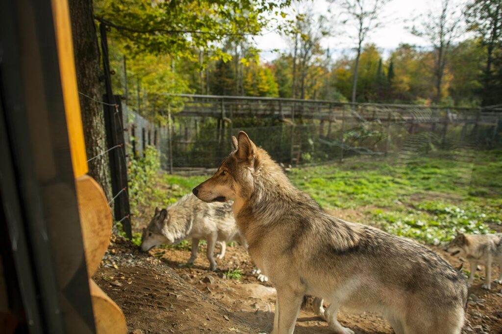 Visiter le Parc Oméga et dormir avec les loups - Imagine Canada