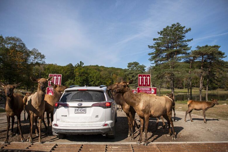 Visiter le Parc Oméga et dormir avec les loups - Imagine Canada